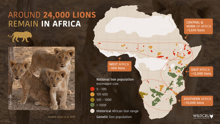 Lions - WildCRU