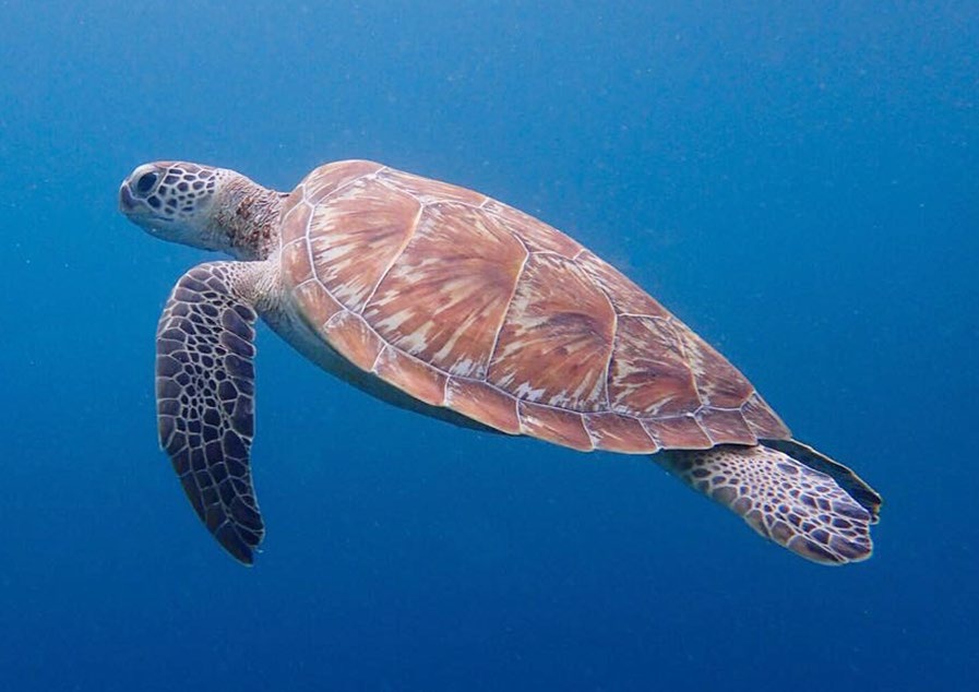 Reducing the hunting of endangered sea turtles in the Maldives - WildCRU